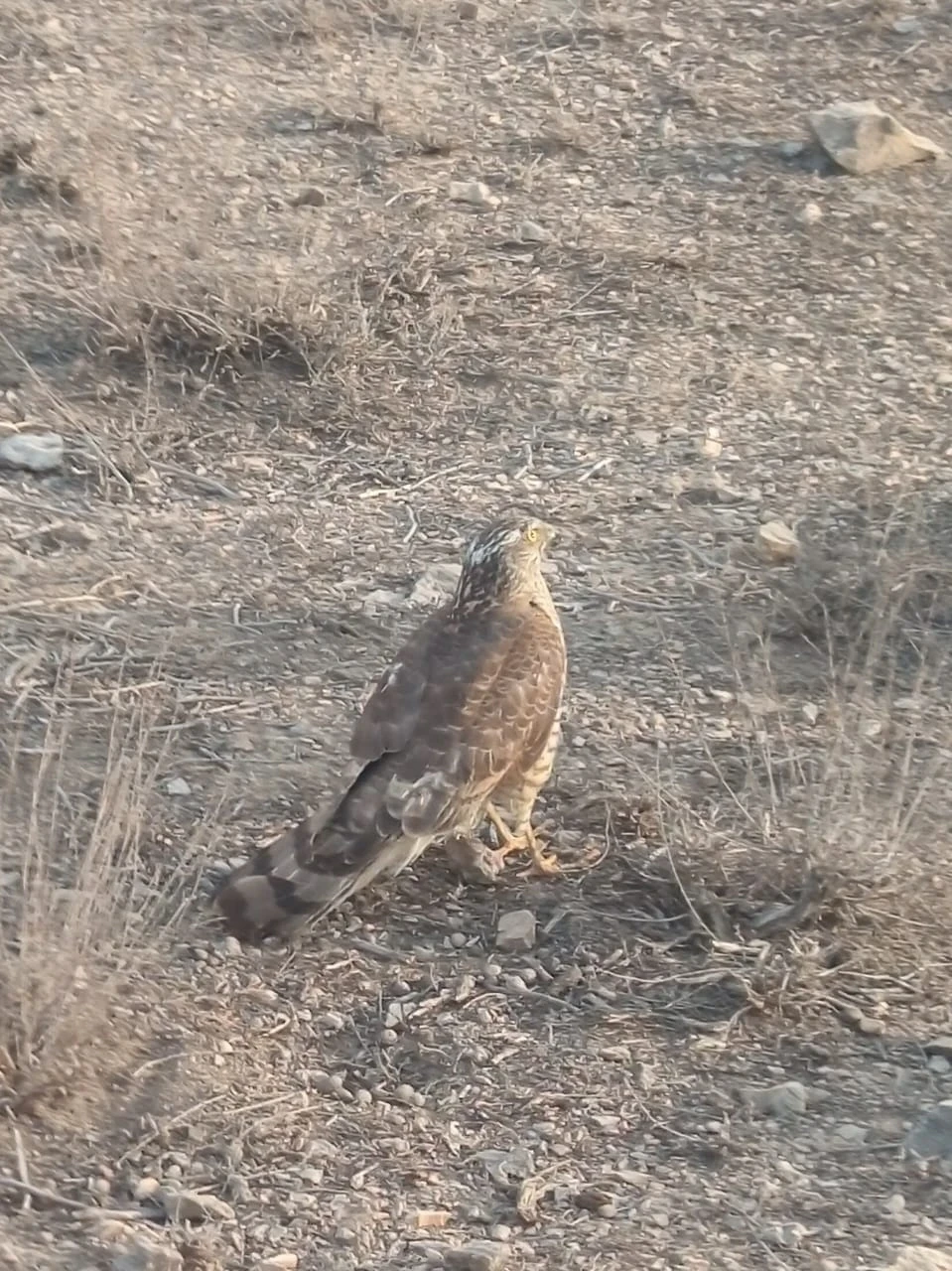 A rare predatory bird has been released into the wild in Kyrgyzstan ...