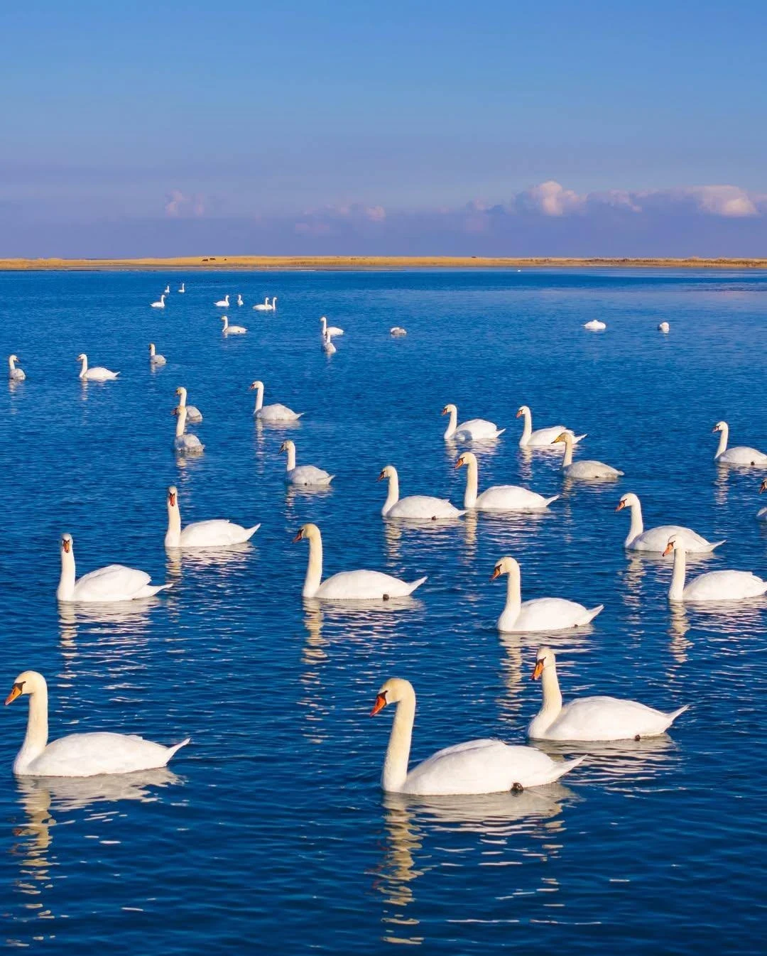 Photo of the Day: A Flock of Swans on Lake Issyk-Kul » News about ...