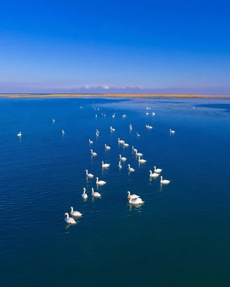 Photo of the Day: A Flock of Swans on Lake Issyk-Kul » News about ...